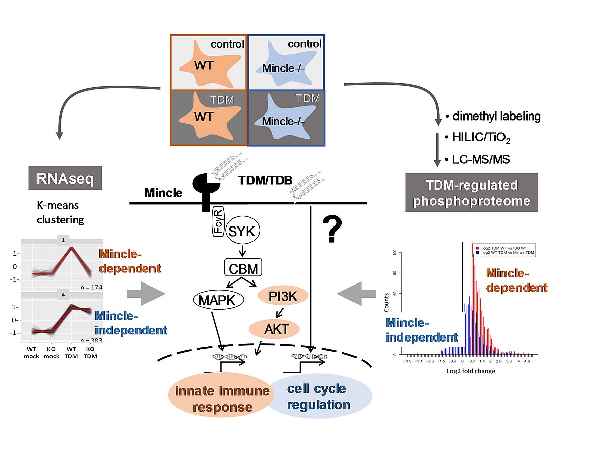 Publications - Mikrobiologie | Uniklinikum Erlangen